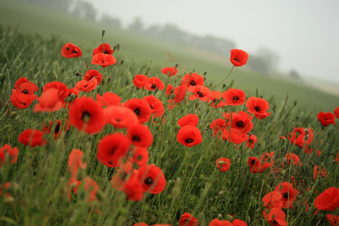Why You'll See Poppies Everywhere in London This Time of Year | ACIS ...